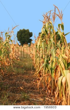 Rows Dead Crops Image & Photo (Free Trial) | Bigstock