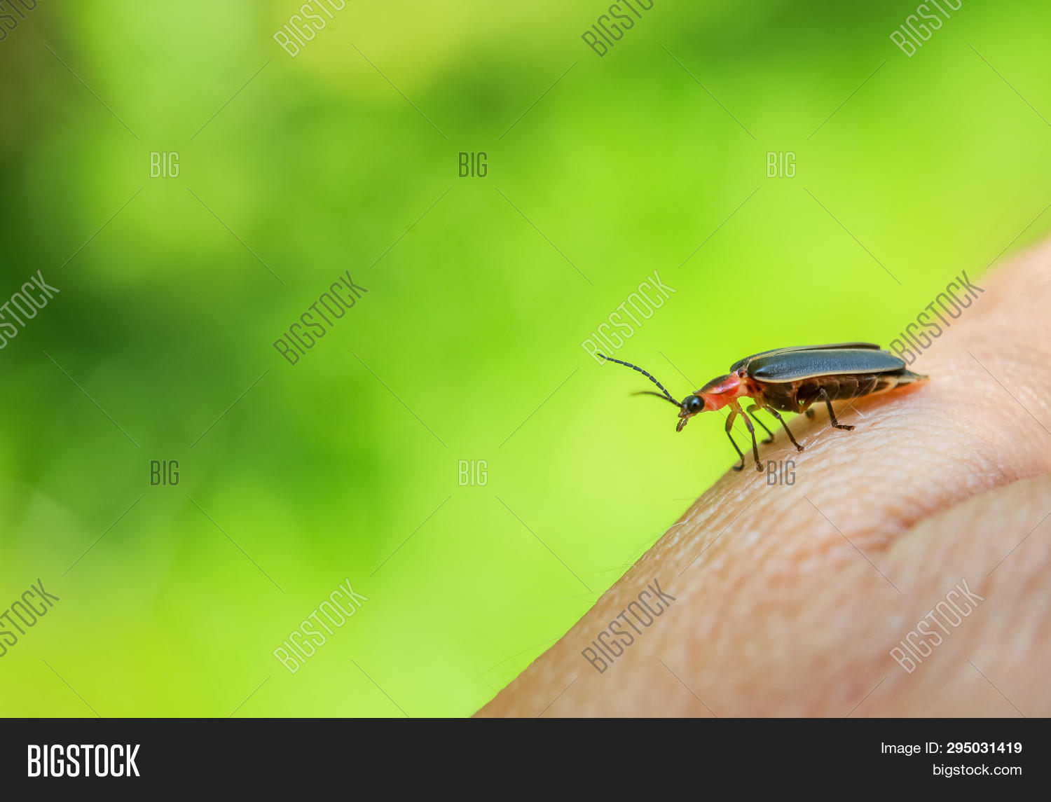 Firefly On Human Hand Image & Photo (Free Trial) | Bigstock