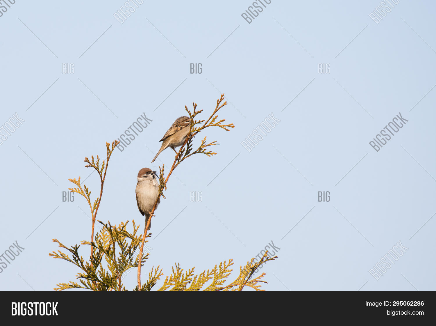 Two Birds Sitting On Image & Photo (Free Trial) | Bigstock