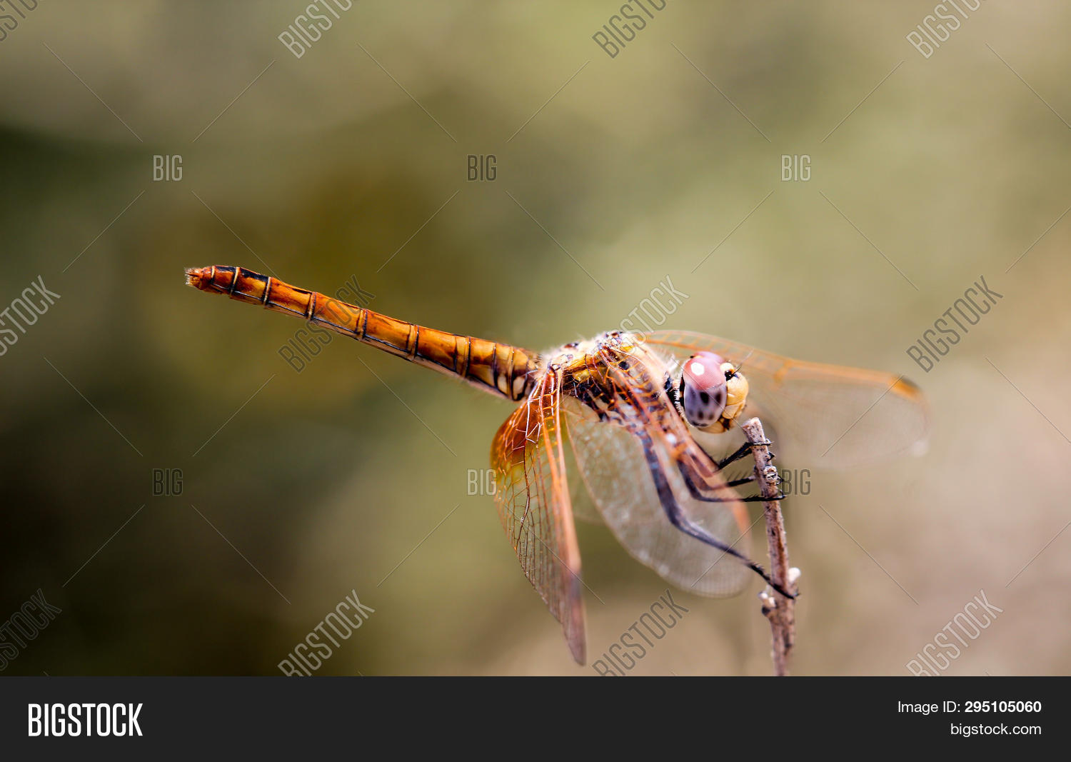 Beautiful Nature Scene Image & Photo (Free Trial) | Bigstock