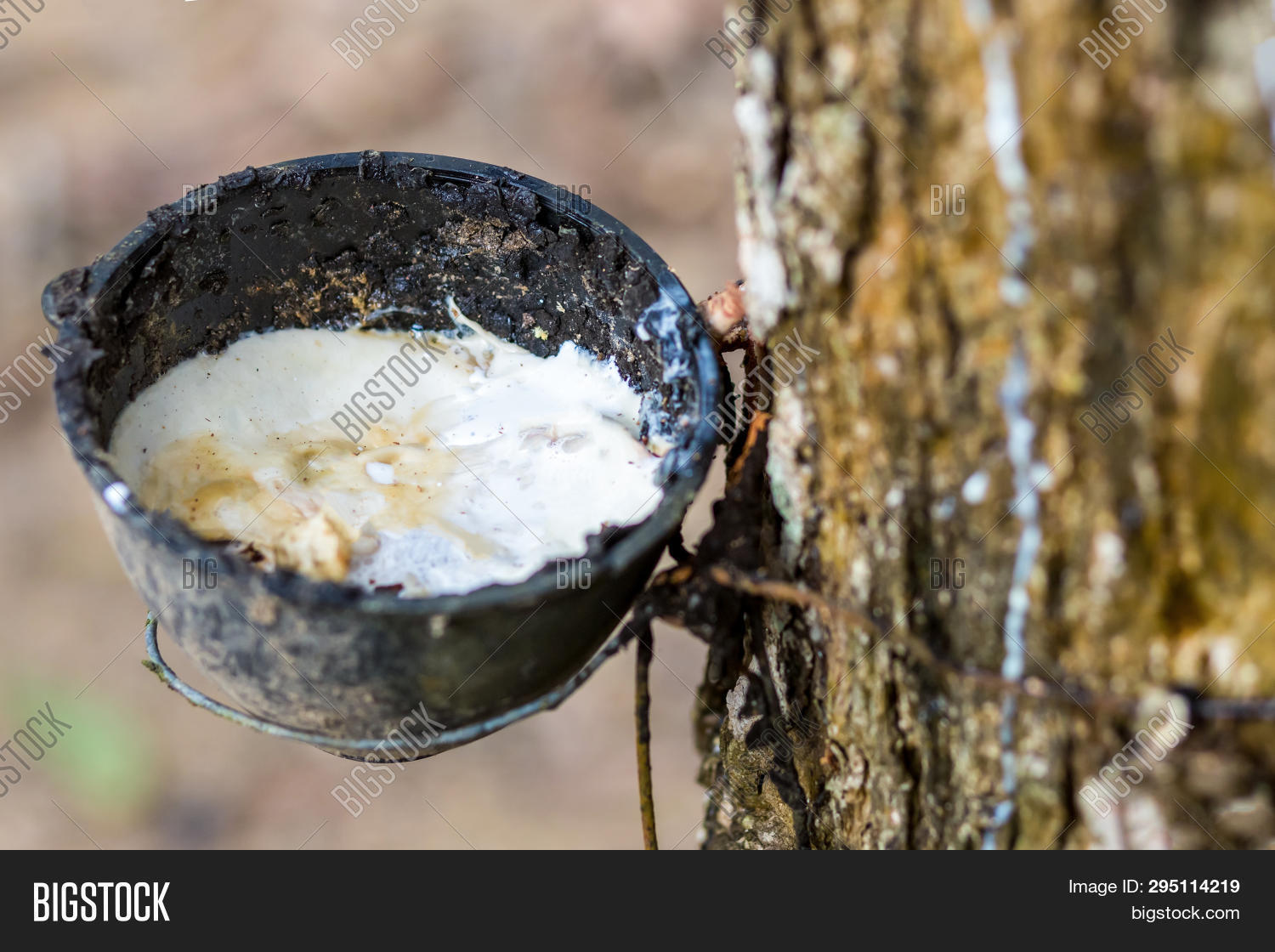 Latex Juice Milky Image & Photo (Free Trial) | Bigstock
