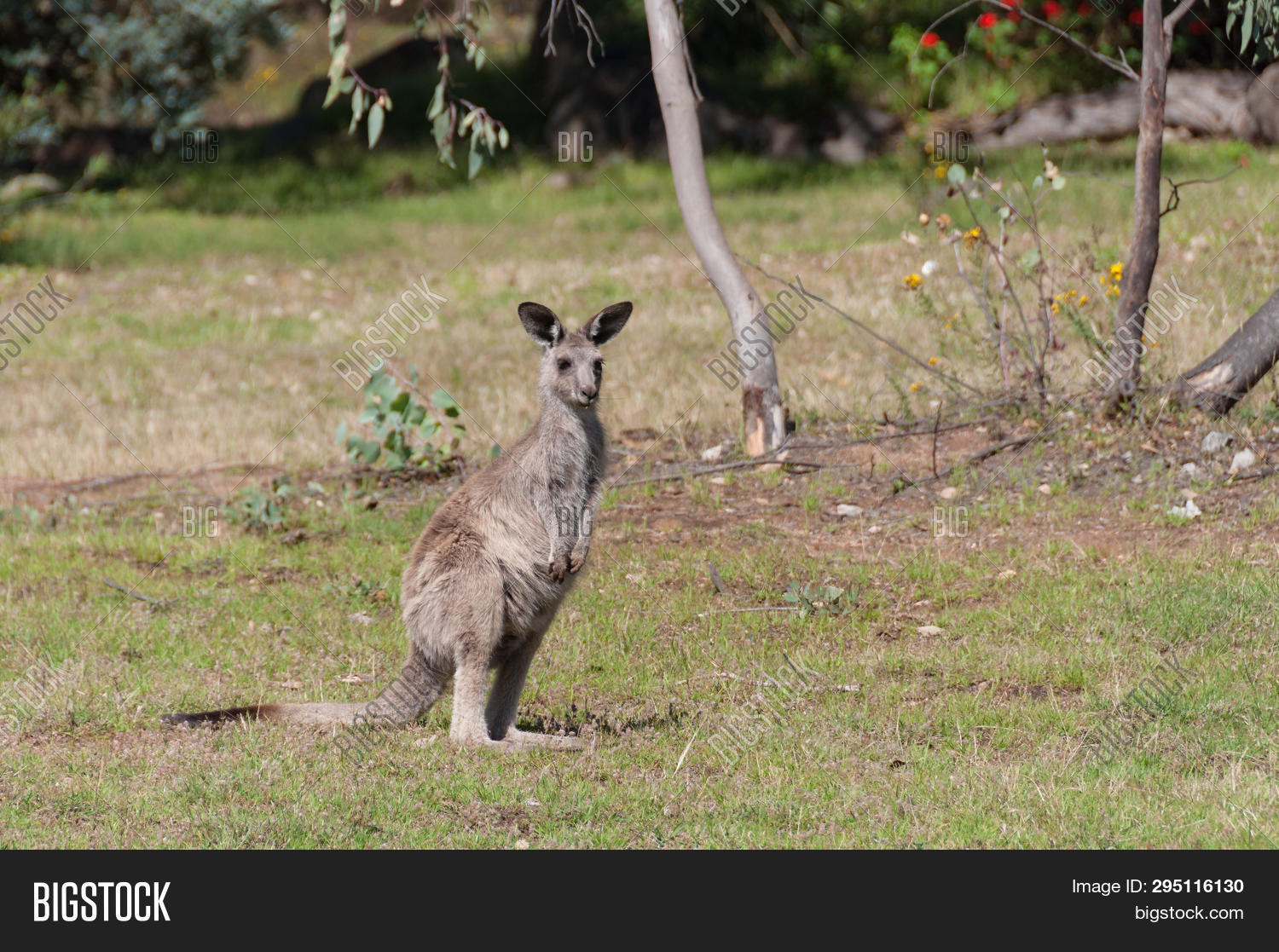 Young Kangaroo Joey Image & Photo (Free Trial) | Bigstock