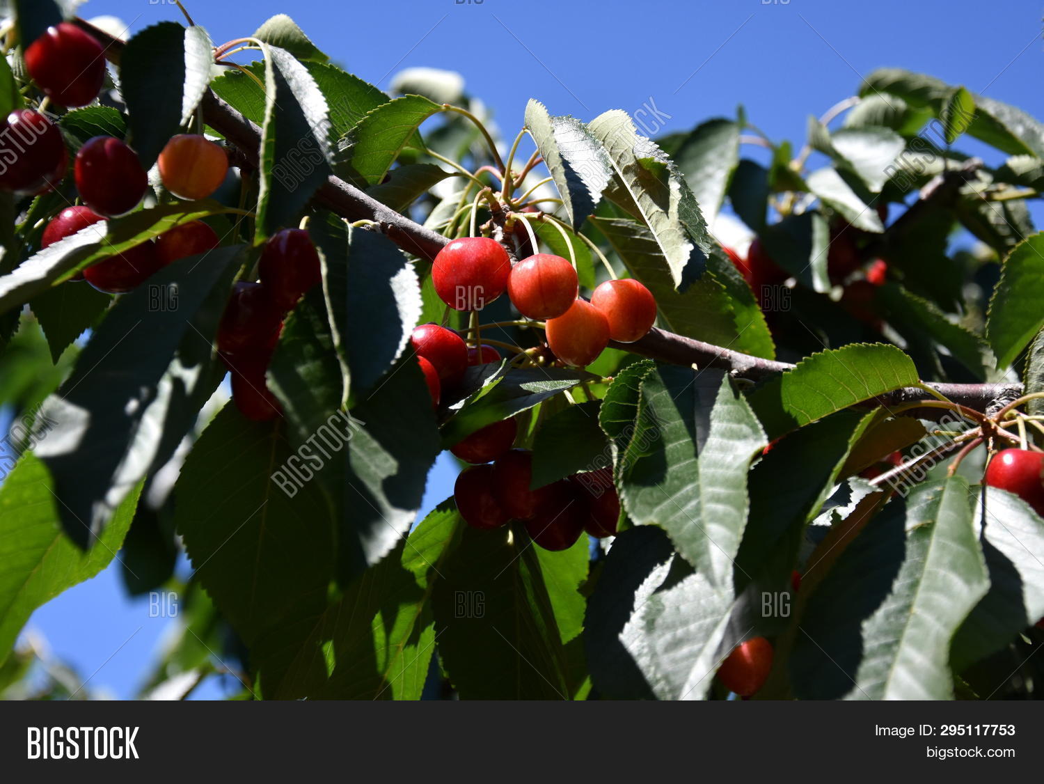 Red Cherries On Cherry Image & Photo (Free Trial) | Bigstock