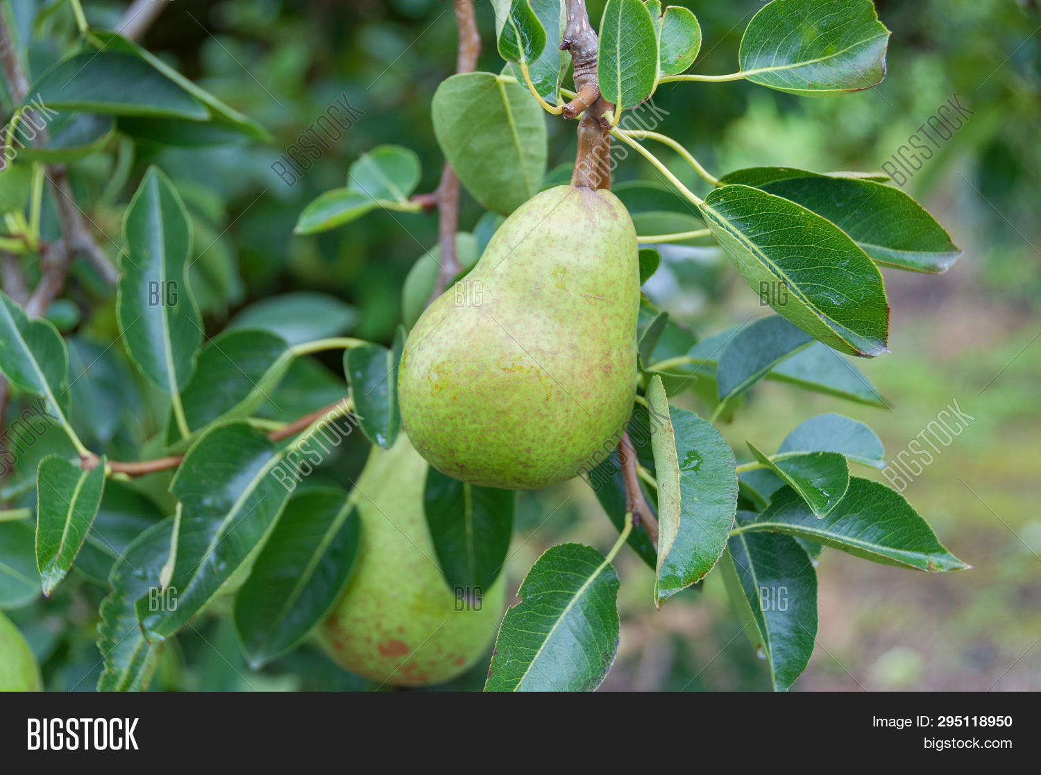Green Pear Fruit Image & Photo (Free Trial) | Bigstock