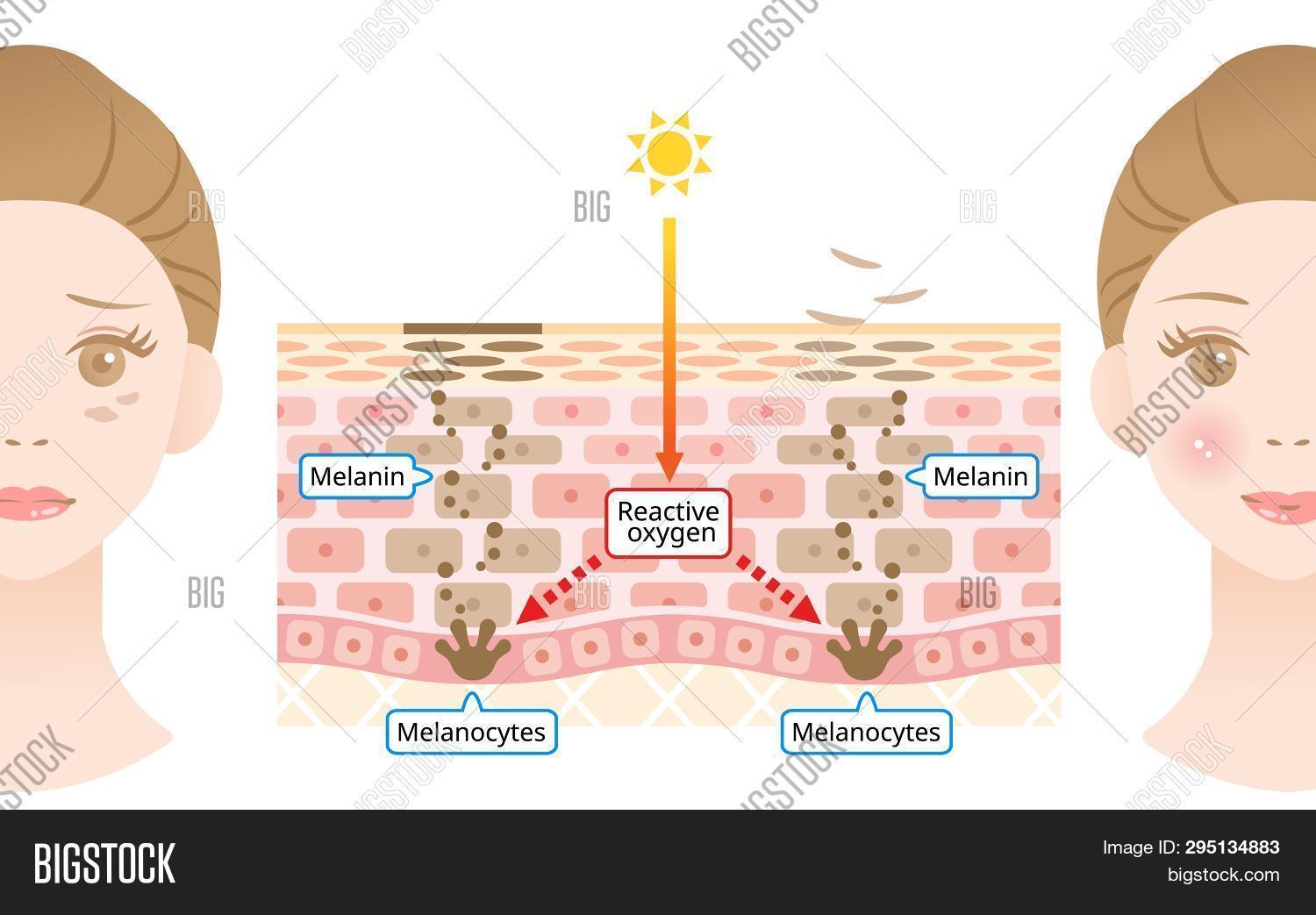 Mechanism Skin Cell Image & Photo (Free Trial) | Bigstock