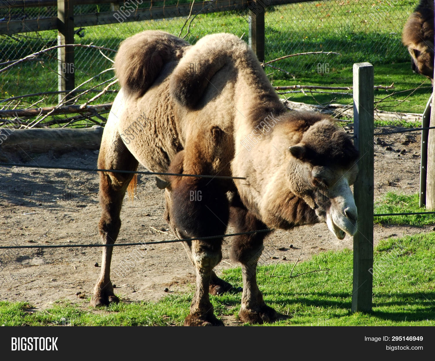 Wild Bactrian Camel ( Image & Photo (Free Trial) | Bigstock