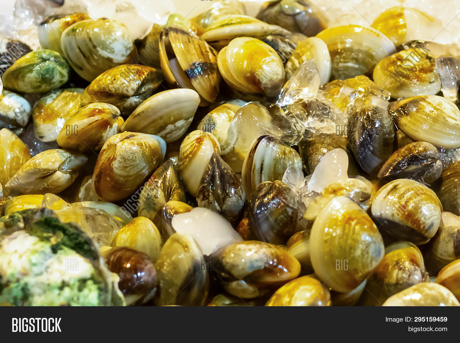 Set Enamel Venus Shell Image & Photo (Free Trial) | Bigstock