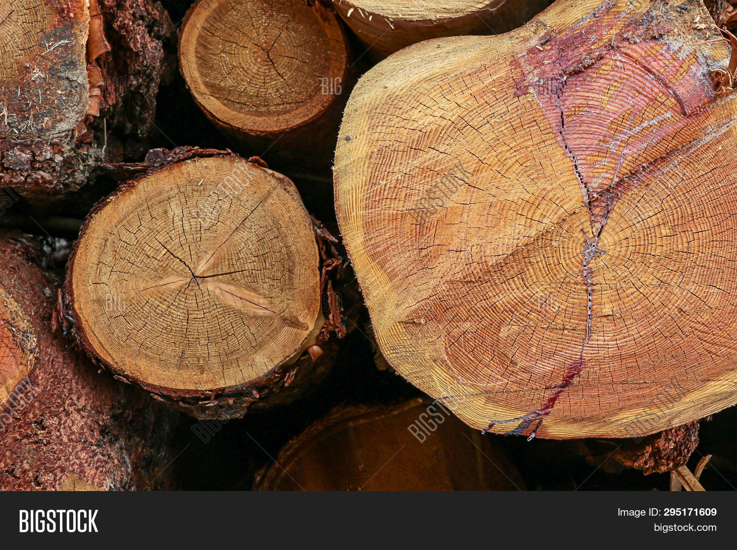 Group Trunks Thin Image & Photo (Free Trial) | Bigstock