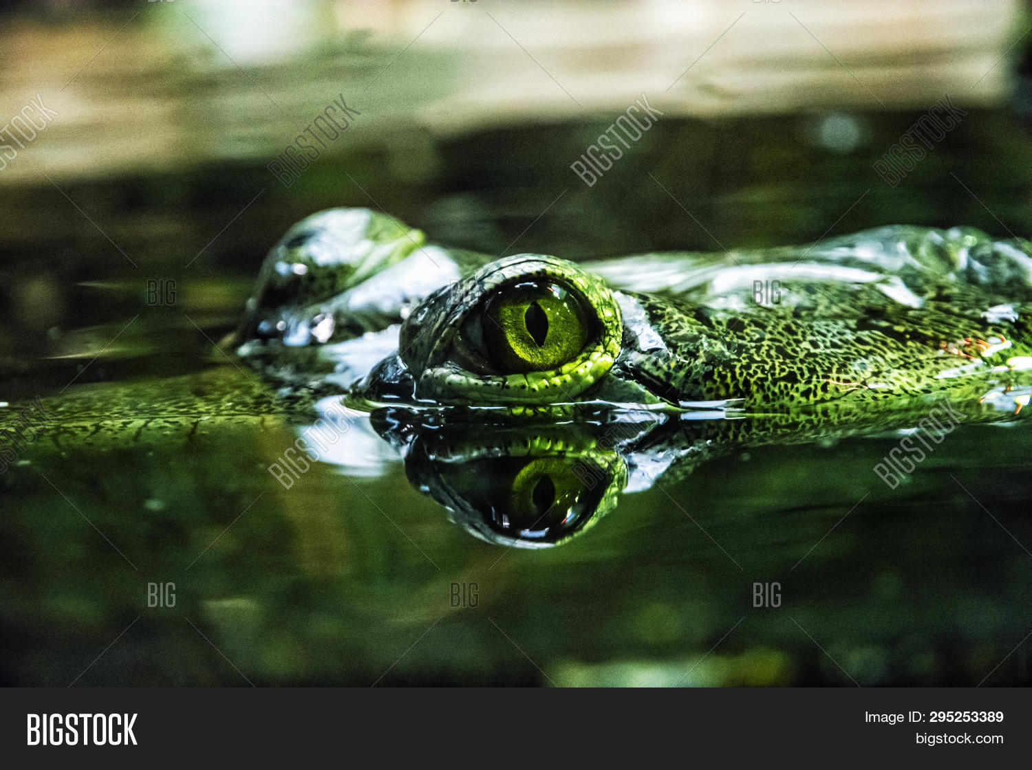 Eye Gharial - Gavialis Image & Photo (Free Trial) | Bigstock