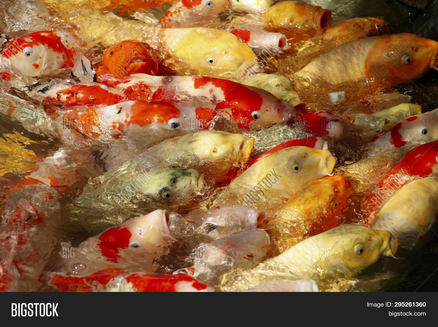 Koi Fish Crap Fish Image & Photo (Free Trial) | Bigstock