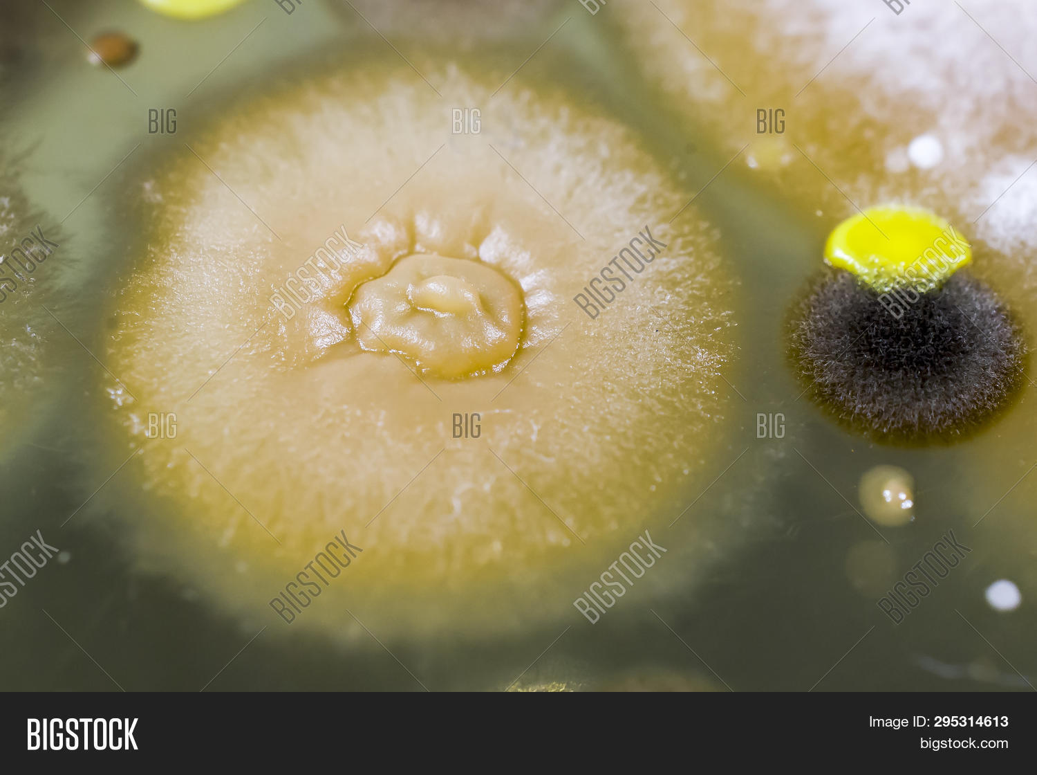 Mold Colony Grown Image & Photo (Free Trial) | Bigstock
