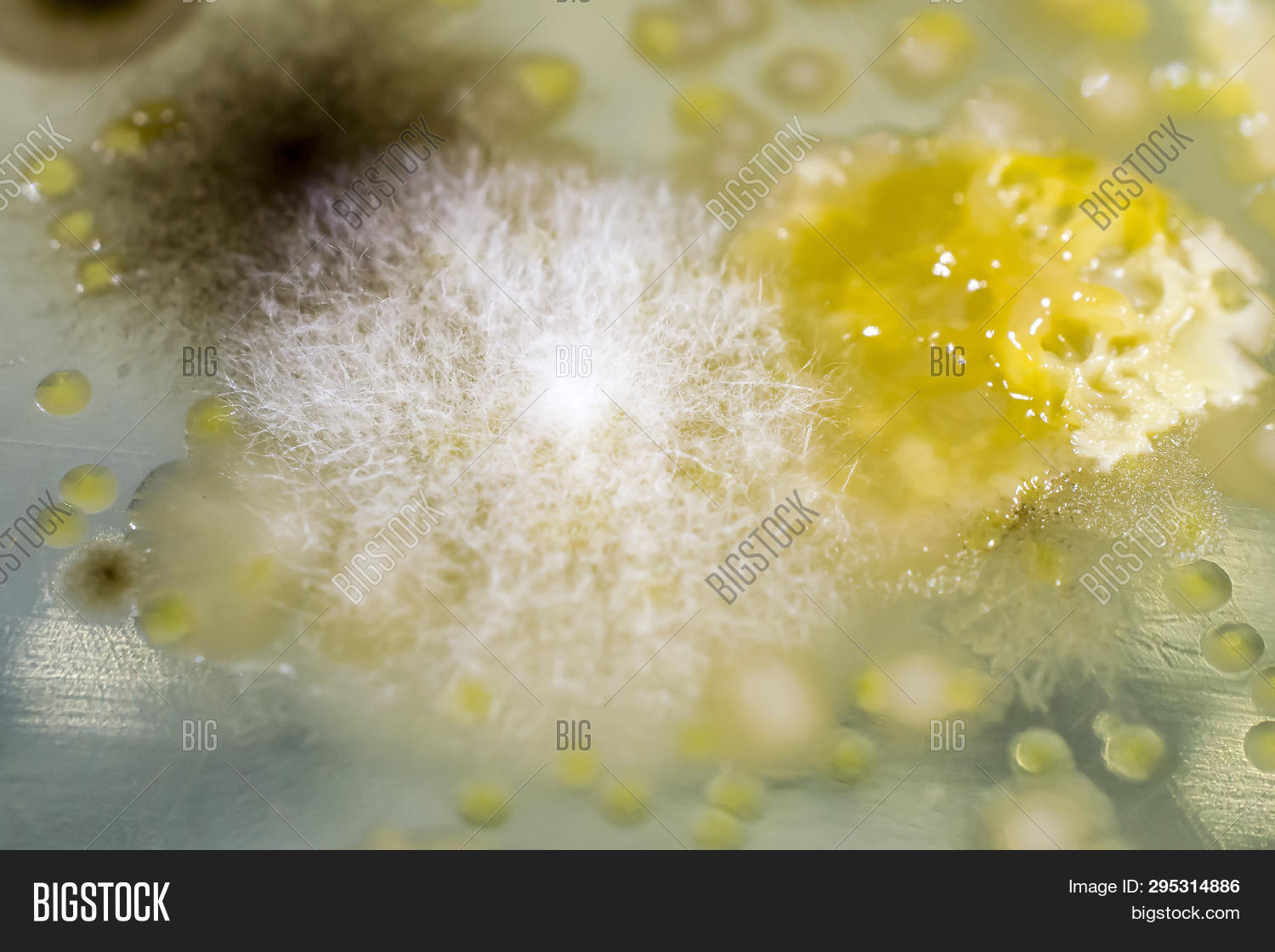 Macro Photo Mold Image & Photo (Free Trial) | Bigstock