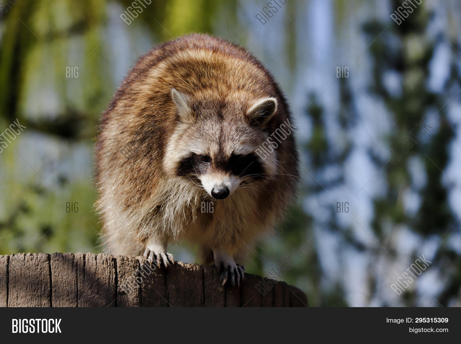 Full Body Male Common Image & Photo (Free Trial) | Bigstock