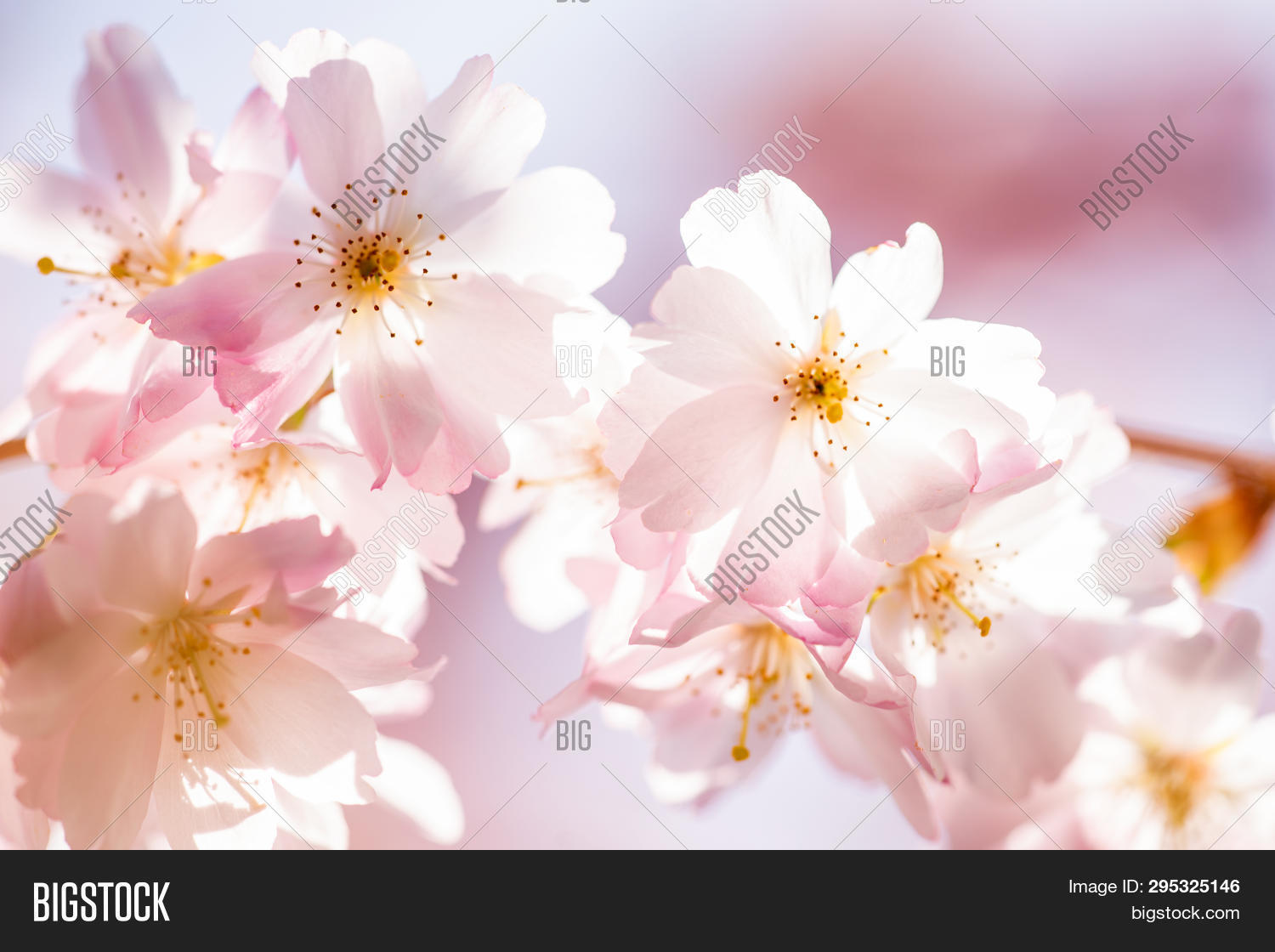 Detail Japanese Cherry Image & Photo (Free Trial) | Bigstock