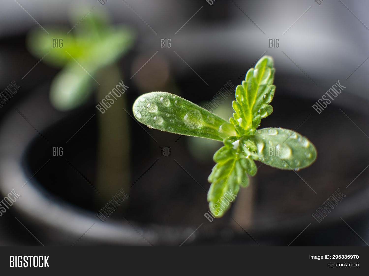 Small Plant Cannabis Image & Photo (Free Trial) | Bigstock