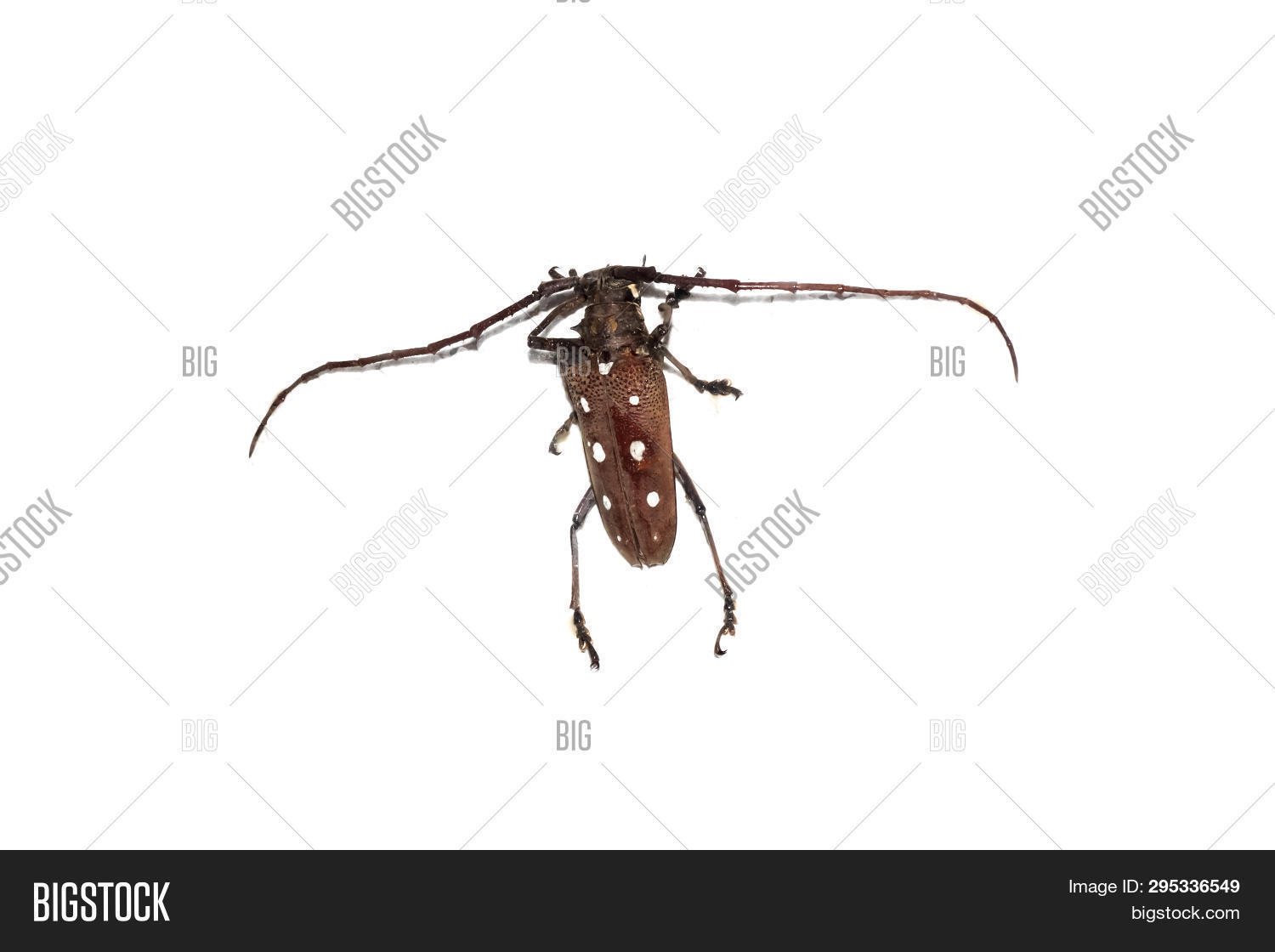Big Brown Beetle, Image & Photo (Free Trial) | Bigstock