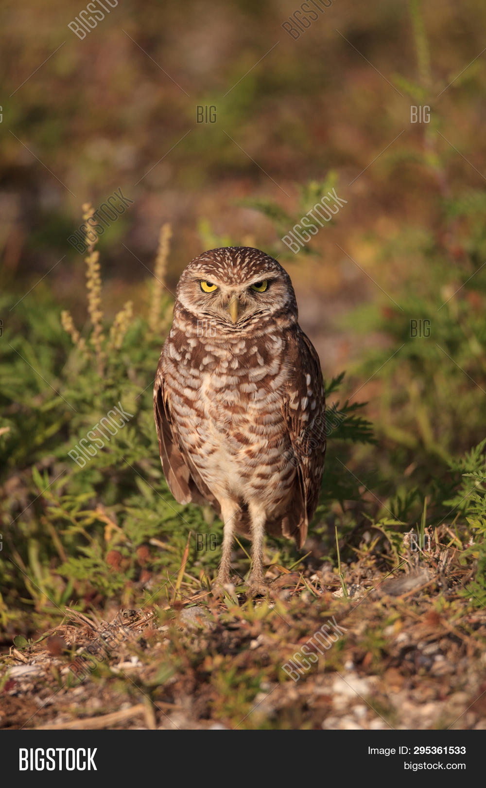 Adult Burrowing Owl Image & Photo (Free Trial) | Bigstock