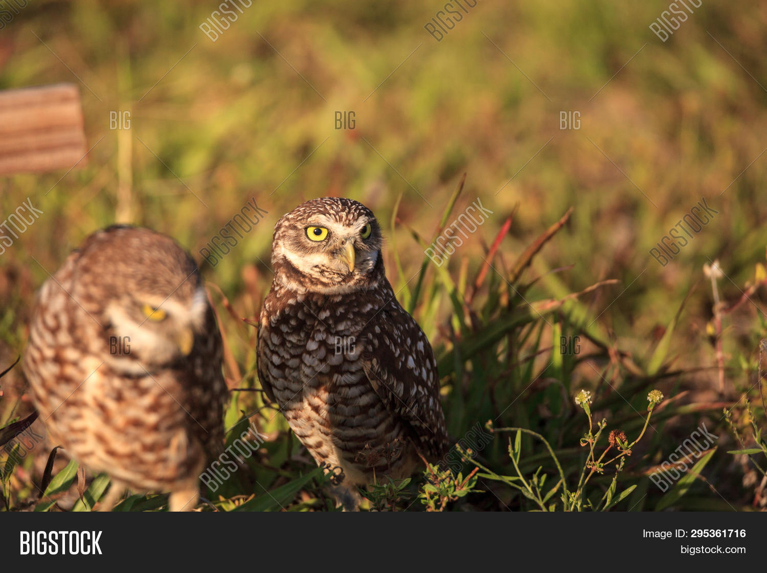 Adult Burrowing Owl Image & Photo (Free Trial) | Bigstock