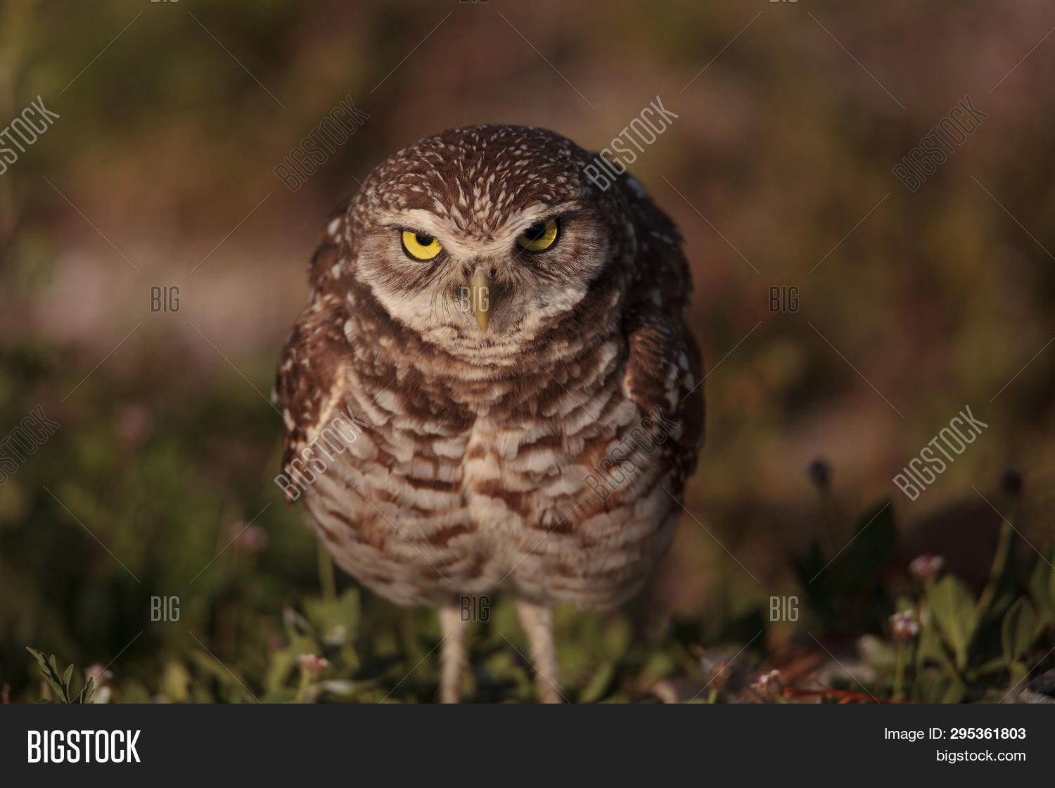 Adult Burrowing Owl Image & Photo (Free Trial) | Bigstock