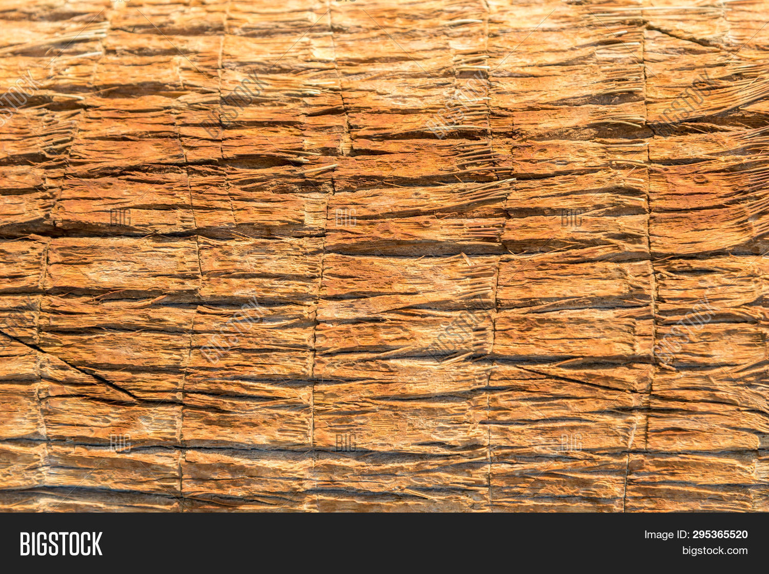 Texture Palm Bark Image & Photo (Free Trial) | Bigstock