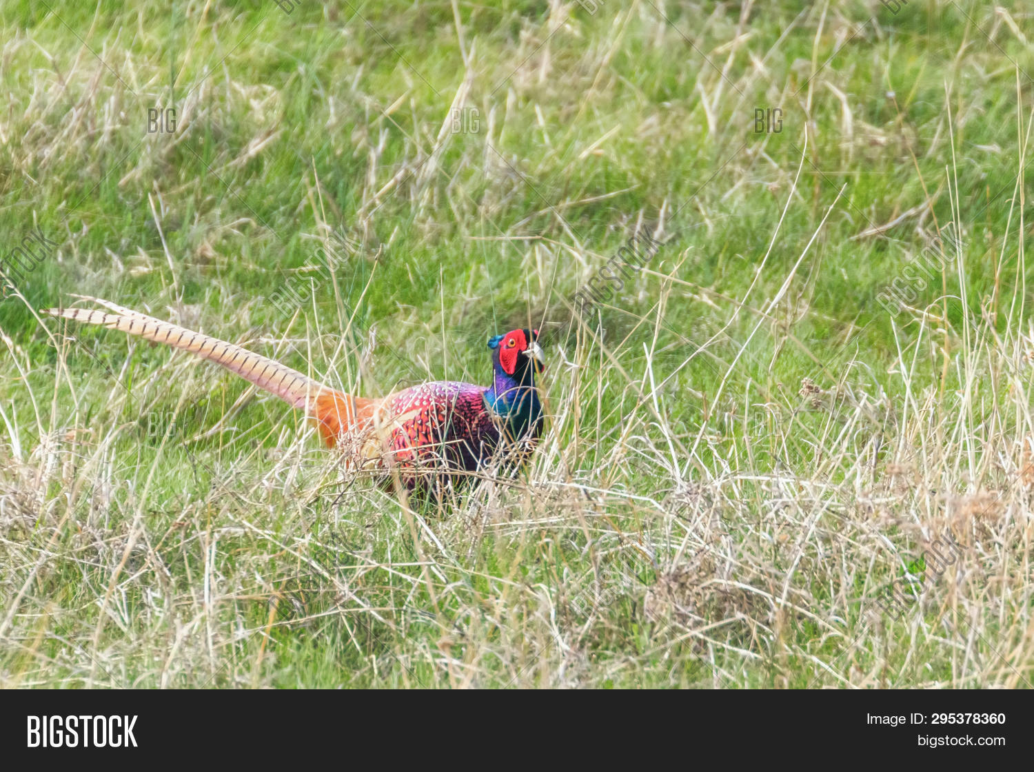 Ringneck Pheasant Male Image & Photo (Free Trial) | Bigstock