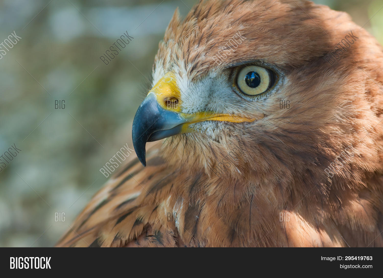 Nice Portrait Bird Image & Photo (Free Trial) | Bigstock