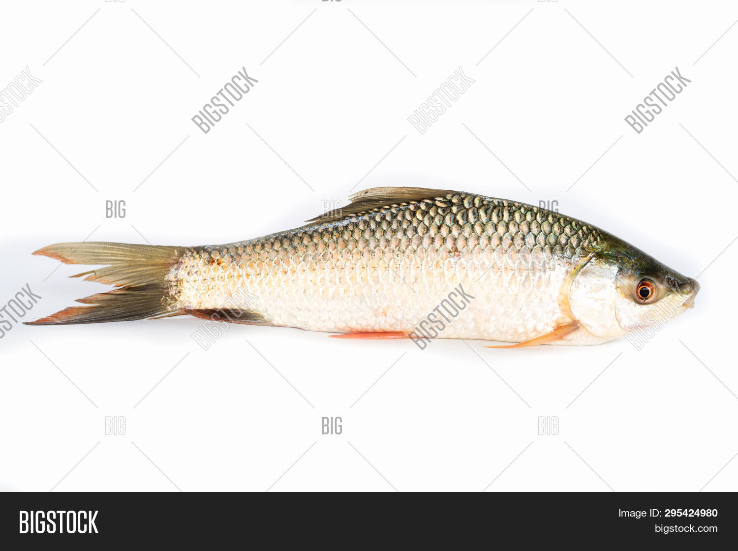 Nile Tilapia Fish Image & Photo (Free Trial) | Bigstock