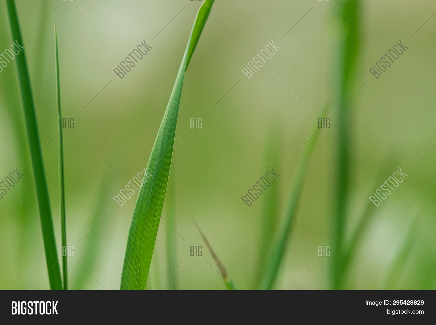 Close Grass Leaves Image & Photo (Free Trial) | Bigstock