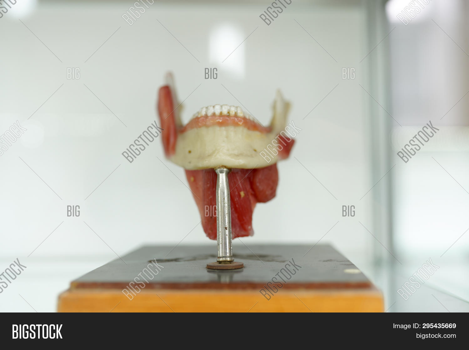 Anatomy Human Jaw Image & Photo (Free Trial) | Bigstock