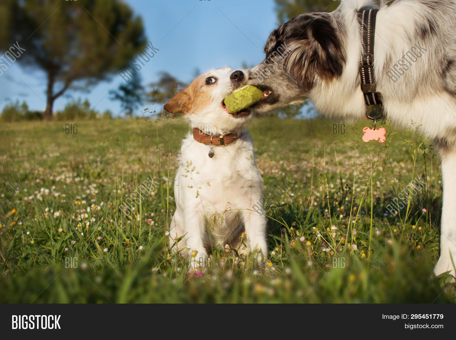 Two Active Dogs Image & Photo (Free Trial) | Bigstock