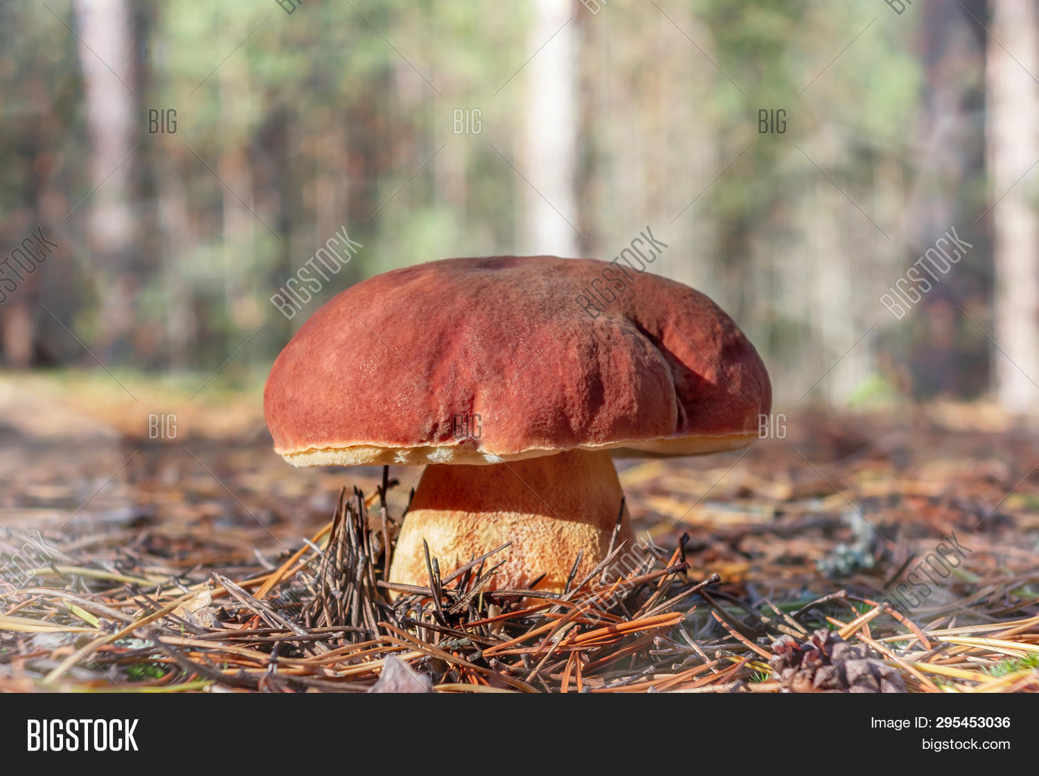 Big Edible Boletus Image & Photo (Free Trial) | Bigstock