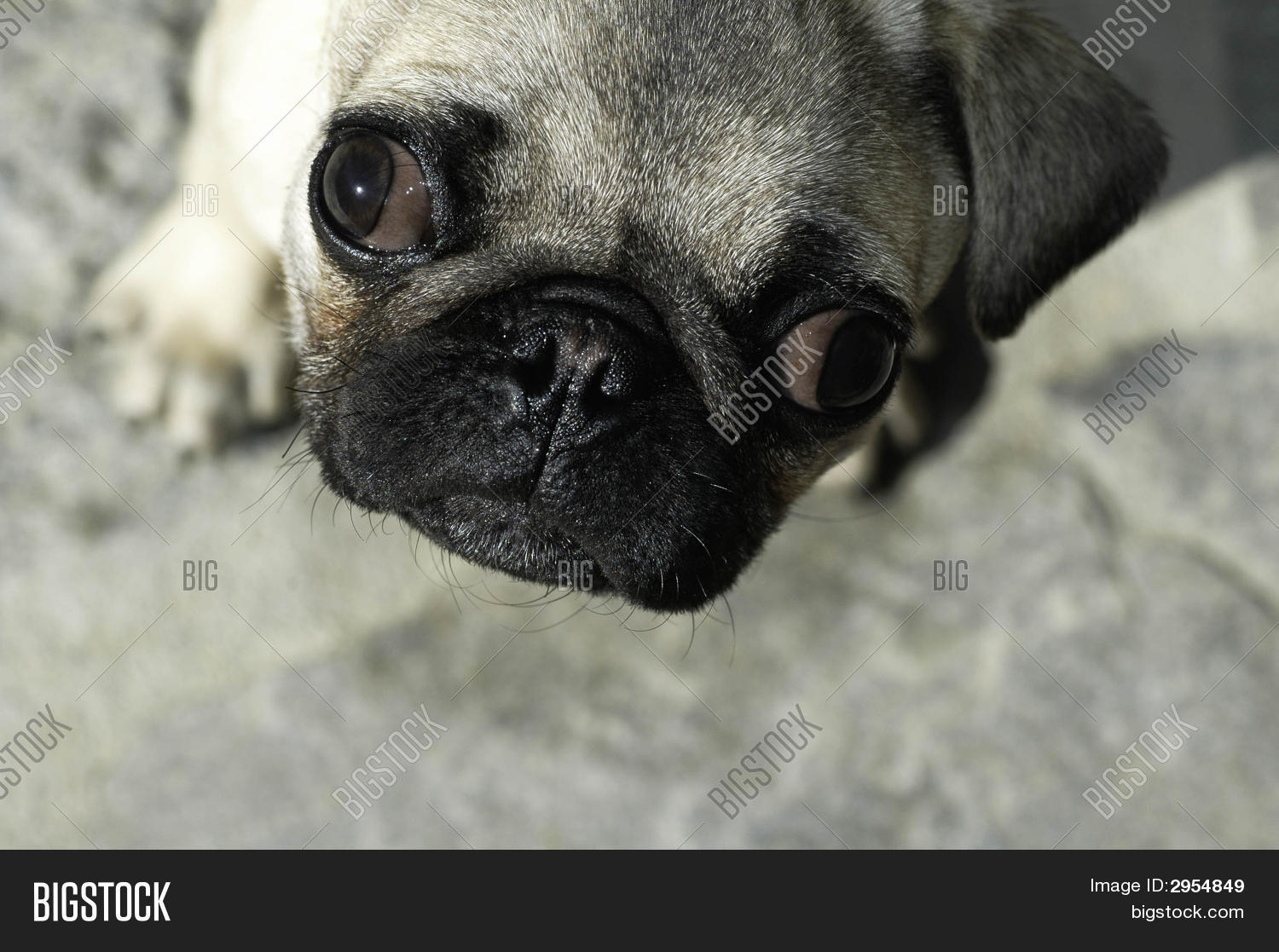 Sorry Pug Image & Photo (Free Trial) | Bigstock