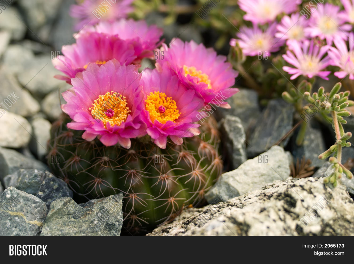 Blooming Cactus Image & Photo (Free Trial) | Bigstock