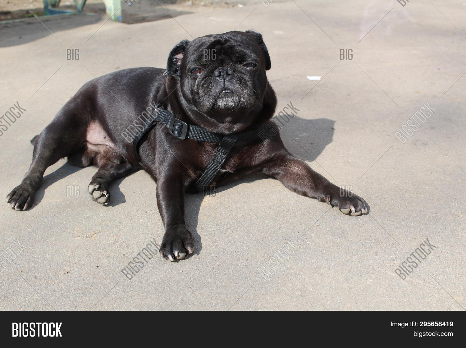 Photo Pug. Dog Small, Image & Photo (Free Trial) | Bigstock