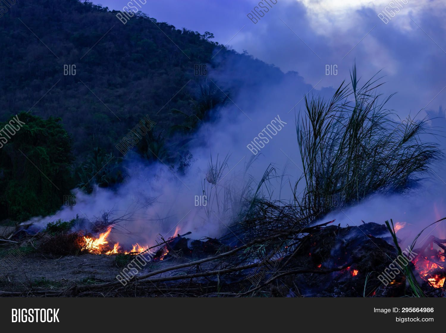 Forest Fire Night. Image & Photo (Free Trial) | Bigstock