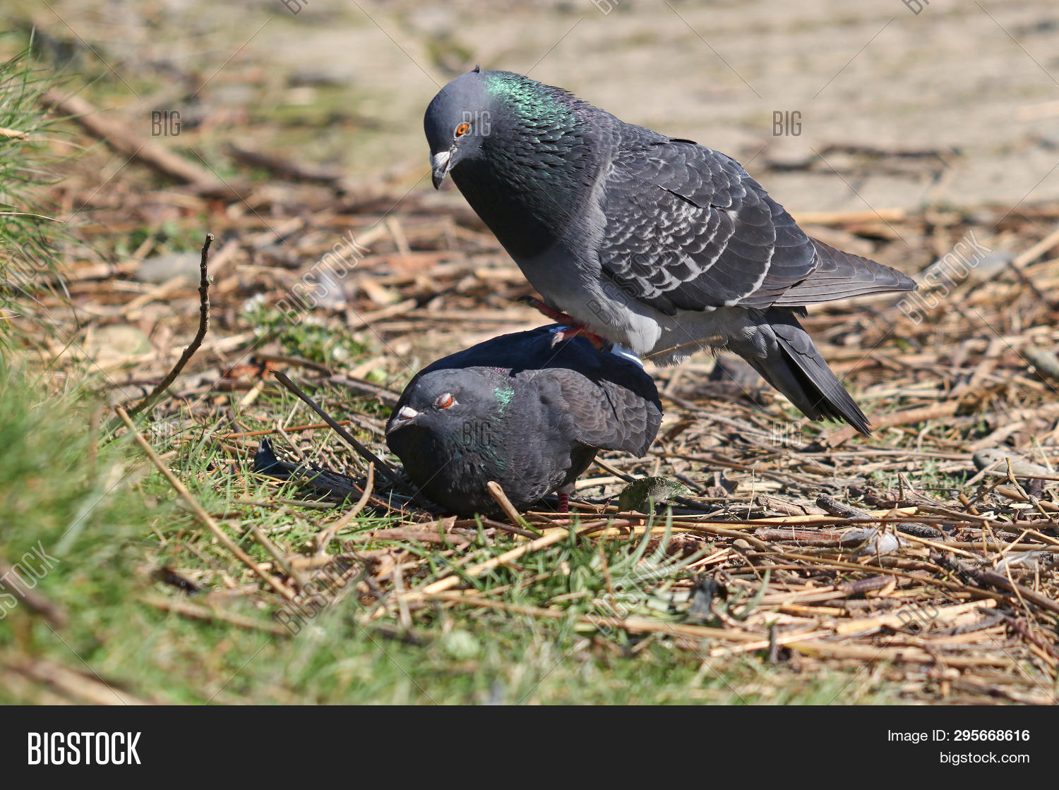 Male Feral Pigeon Image & Photo (Free Trial) | Bigstock
