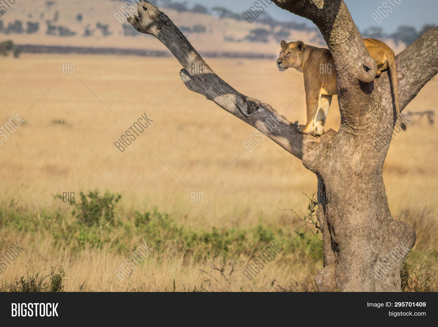 Proud Lioness Stands Image & Photo (Free Trial) | Bigstock
