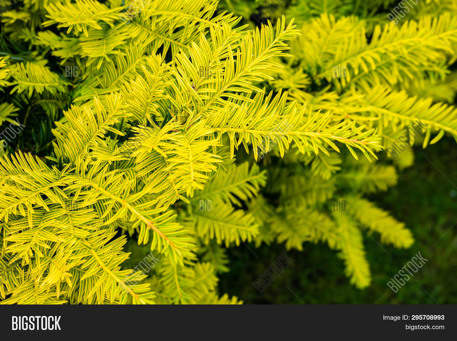 Evergreen Tree Image & Photo (Free Trial) | Bigstock