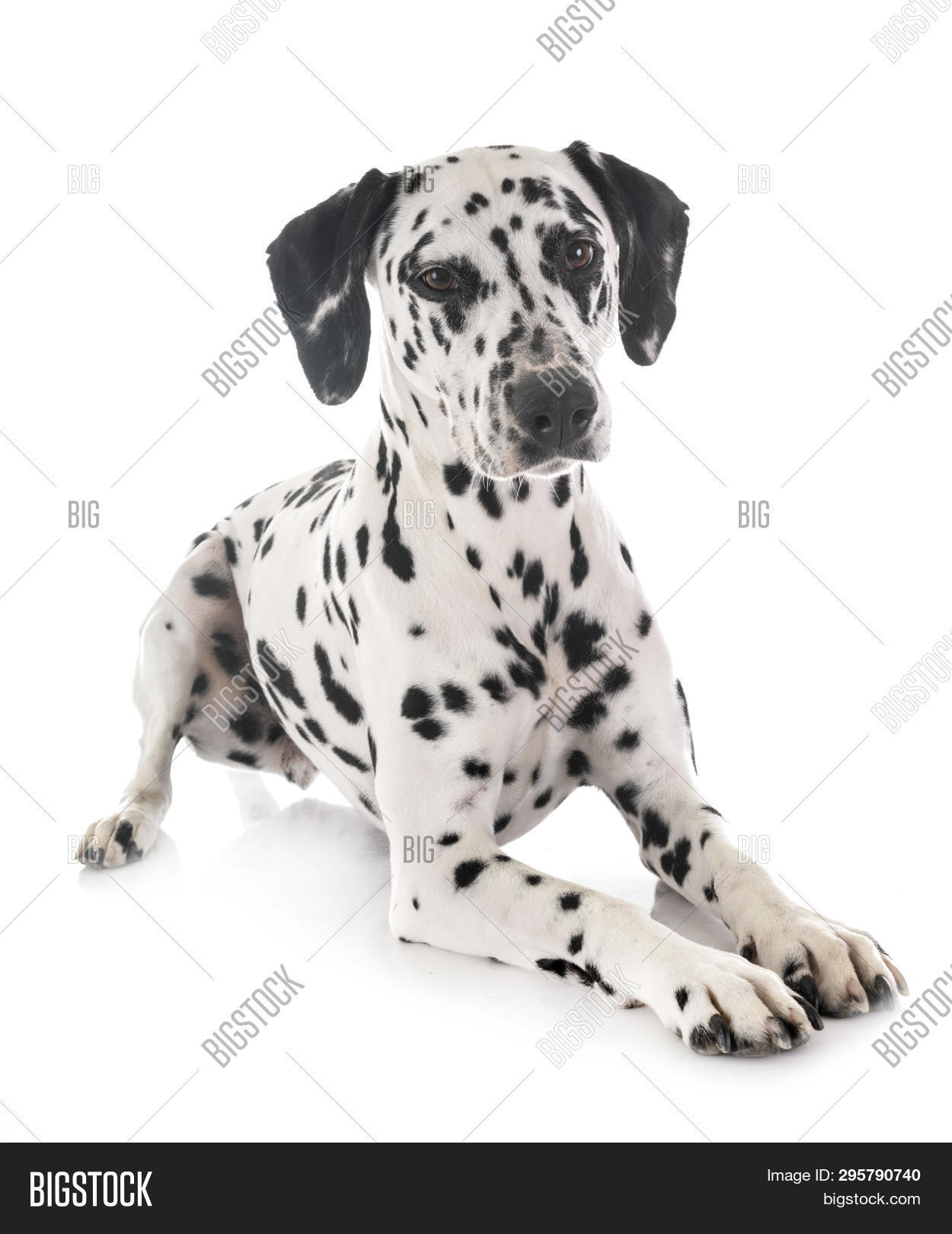 Dalmatian Dog Front Image & Photo (Free Trial) | Bigstock