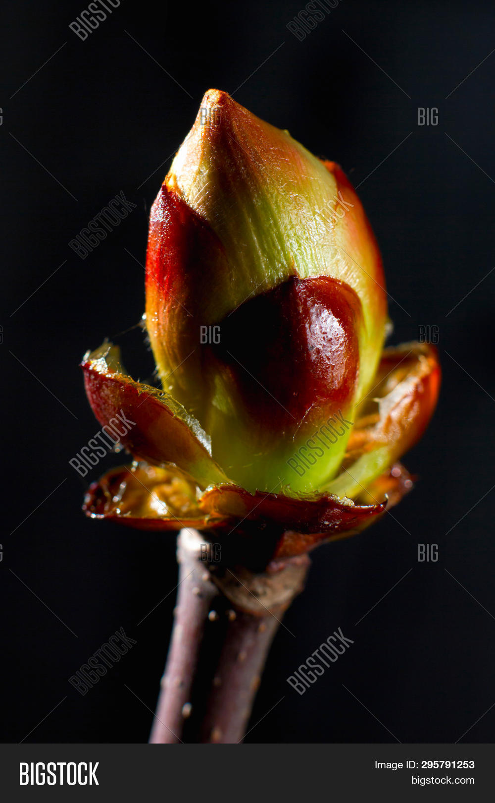 Phase Chestnut Bud Image & Photo (Free Trial) | Bigstock
