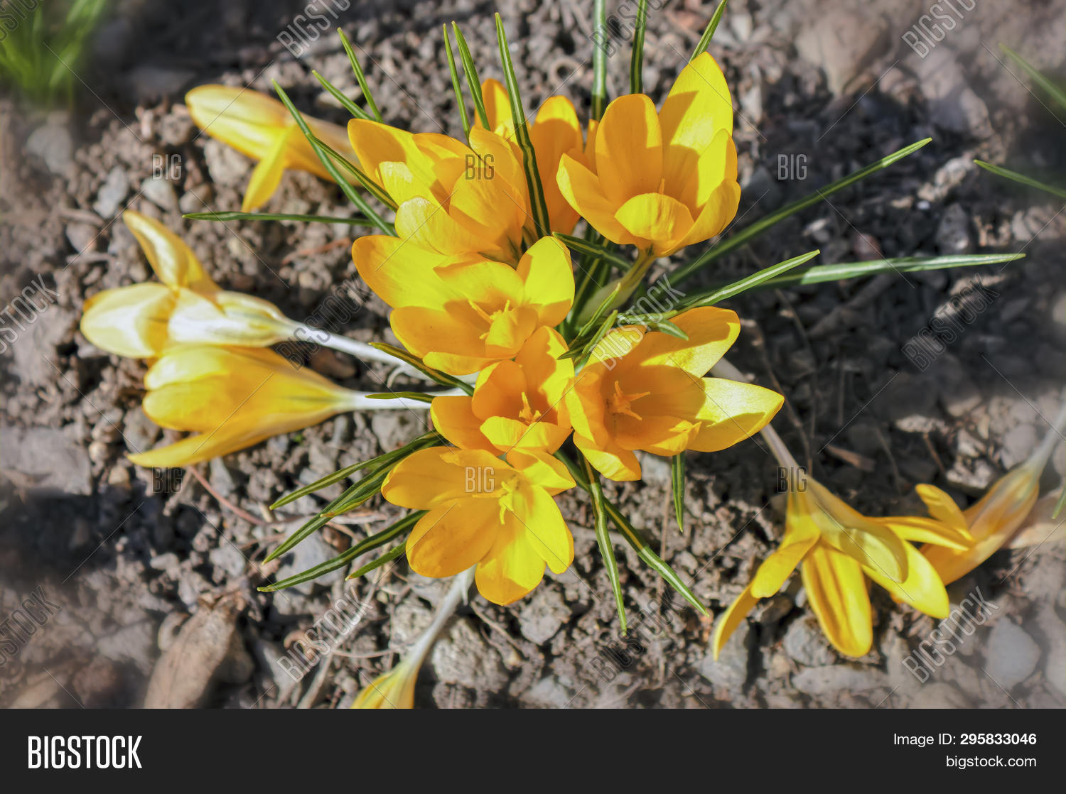 Young Sprouts Yellow Image & Photo (Free Trial) | Bigstock