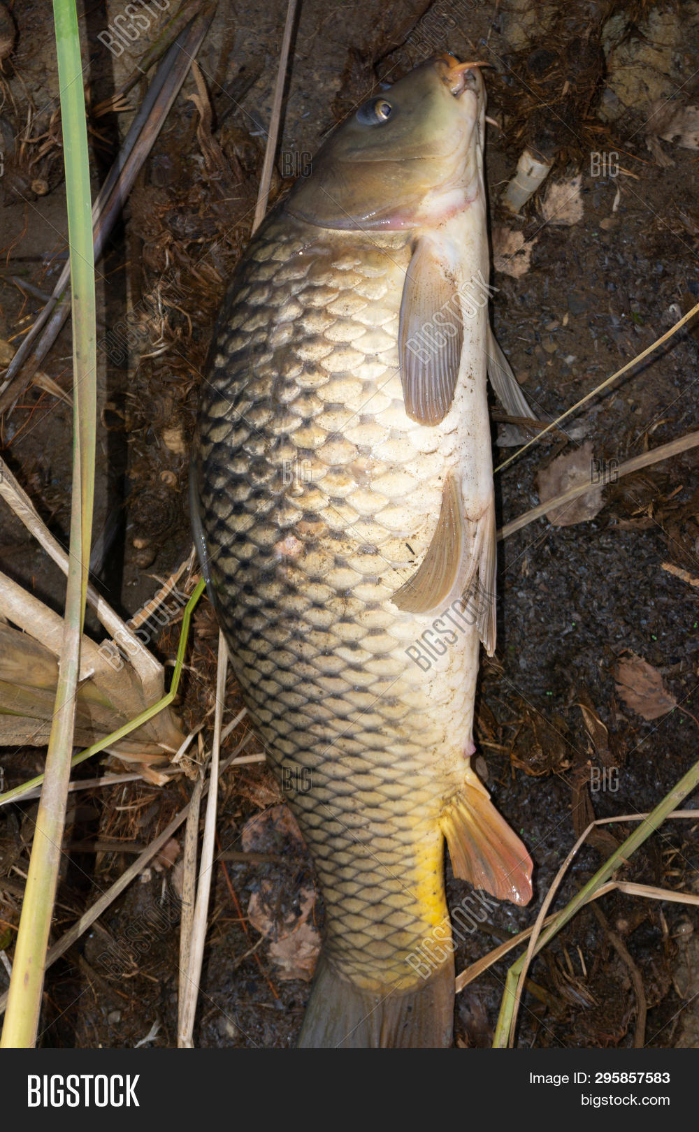 Common Carp European Image & Photo (Free Trial) | Bigstock