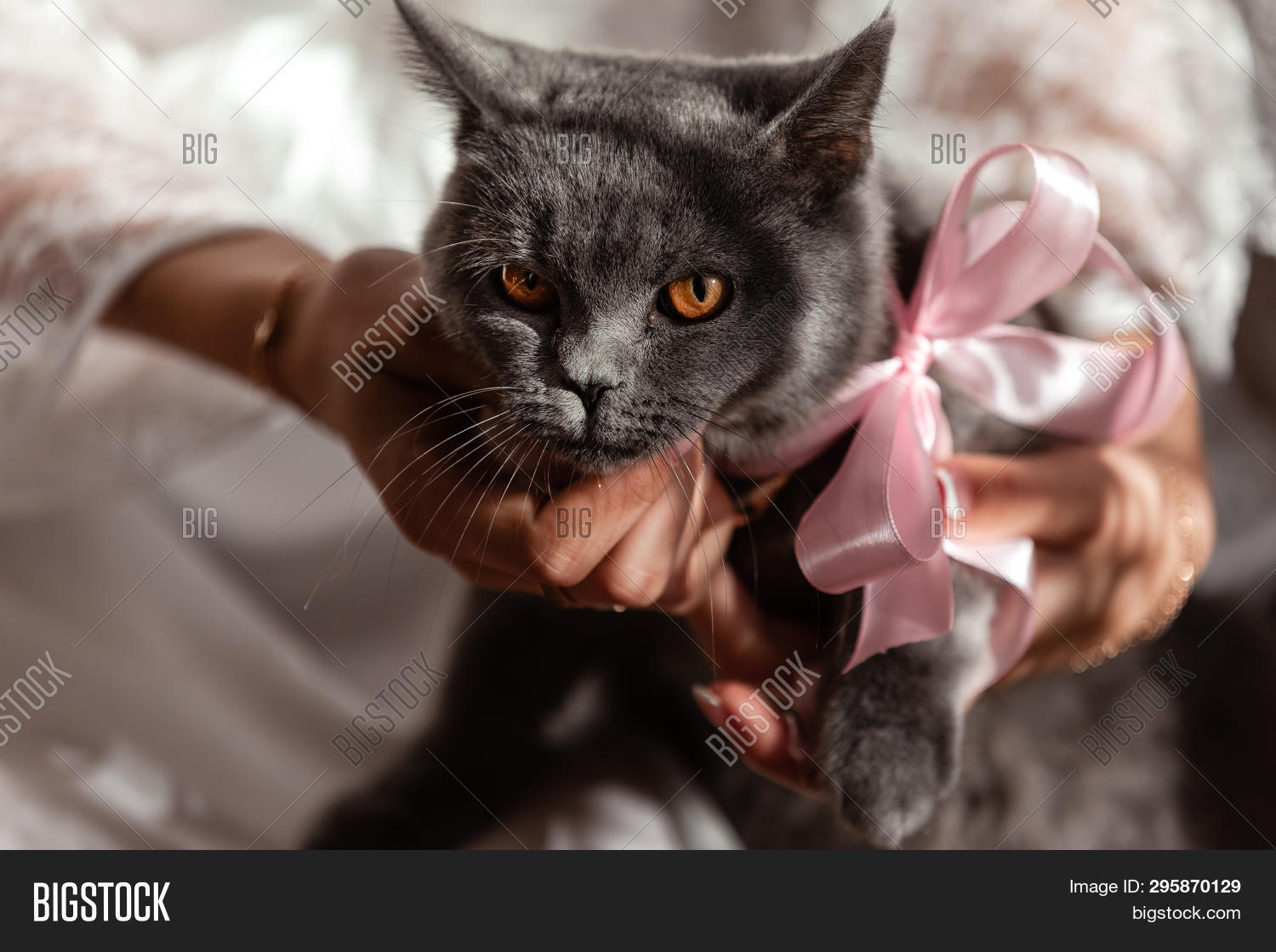 Young Cute Cat Enjoys Image & Photo (Free Trial) | Bigstock
