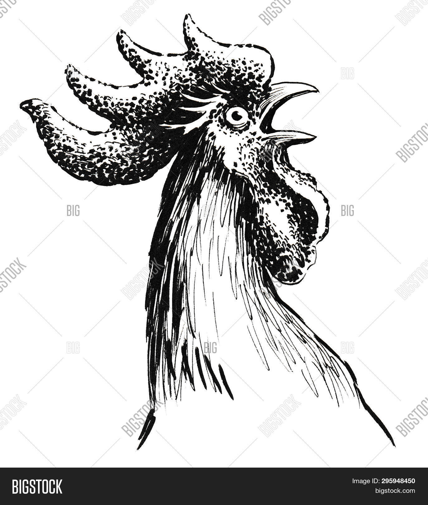 Rooster Head. Ink Image & Photo (Free Trial) | Bigstock