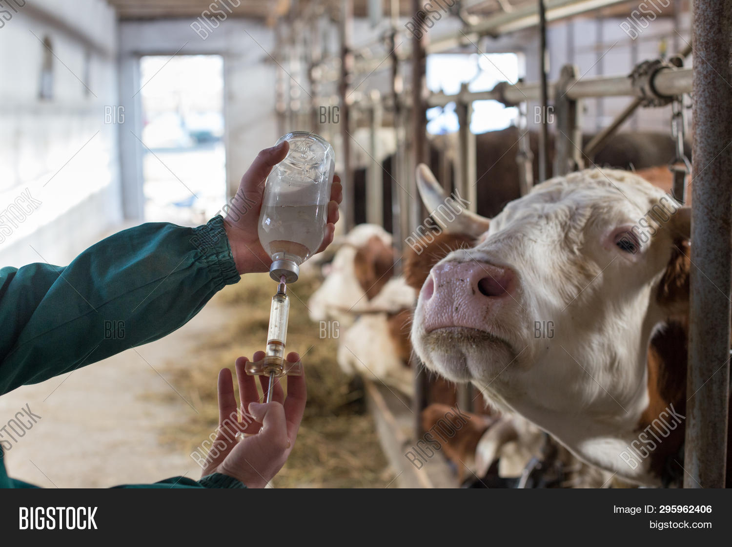 Veterinarian Preparing Image & Photo (Free Trial) | Bigstock