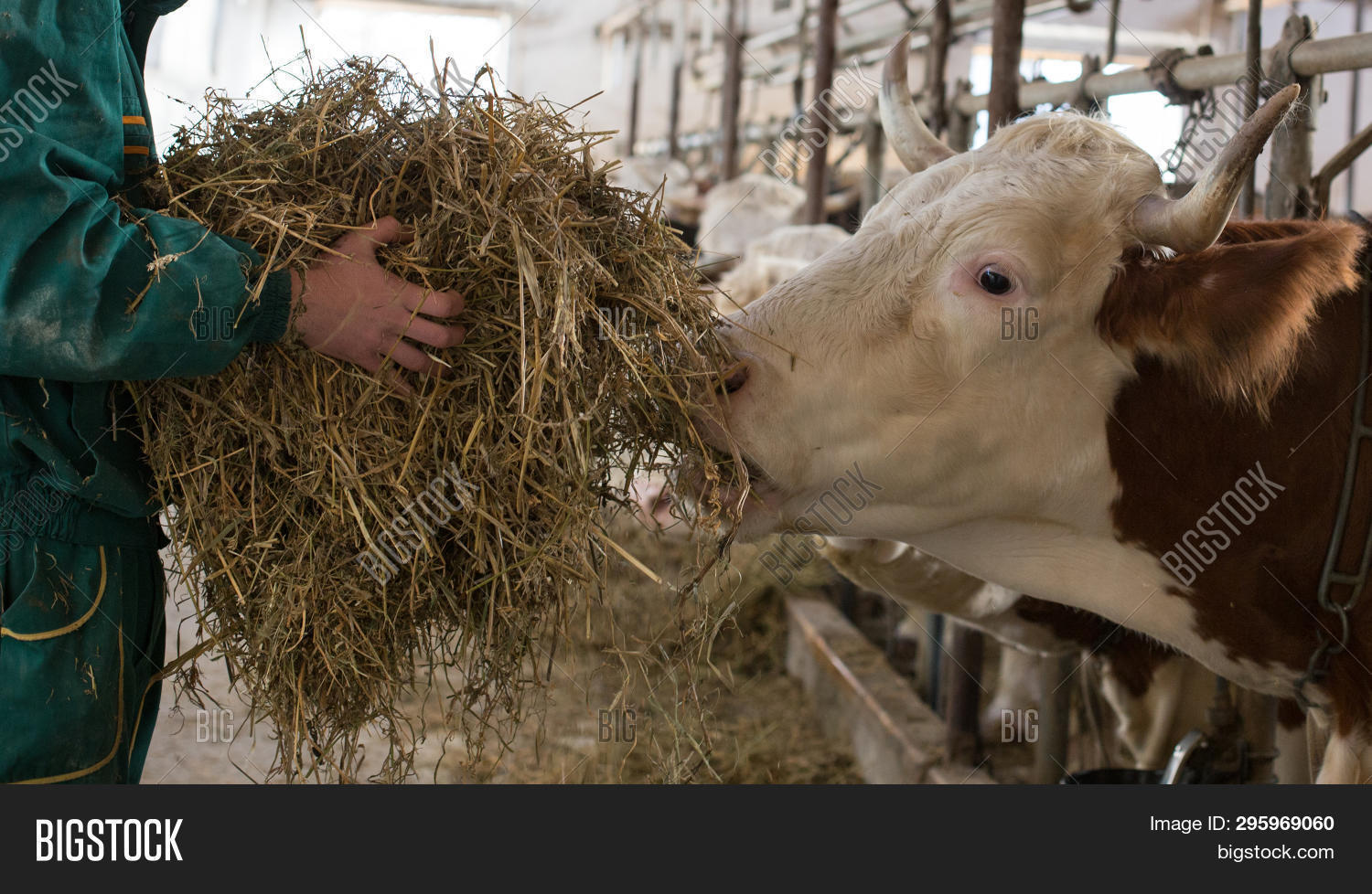 Farmer Feeding Cows Image & Photo (Free Trial) | Bigstock