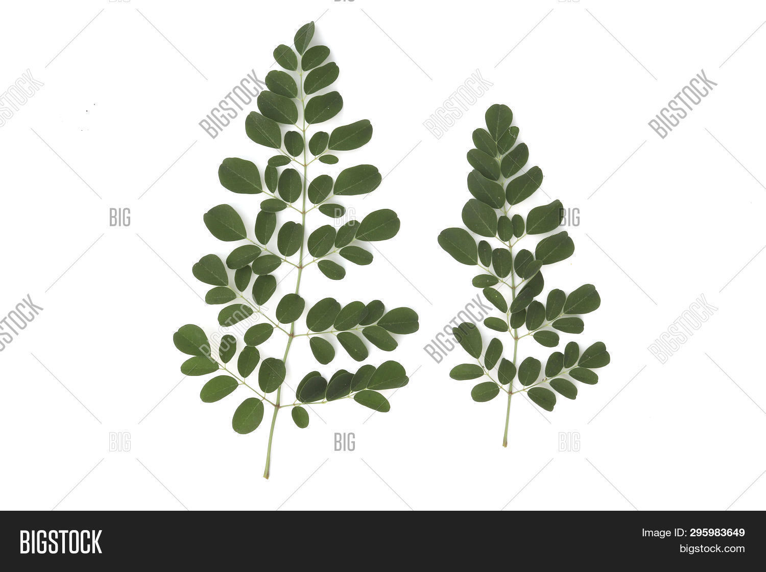 Moringa Leaves Have Image & Photo (Free Trial) | Bigstock