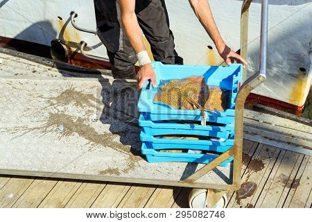 Numb Fish Images, Illustrations & Vectors (Free) - Bigstock