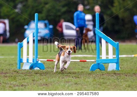 Small Cute Dog Jumping Image & Photo (Free Trial) | Bigstock