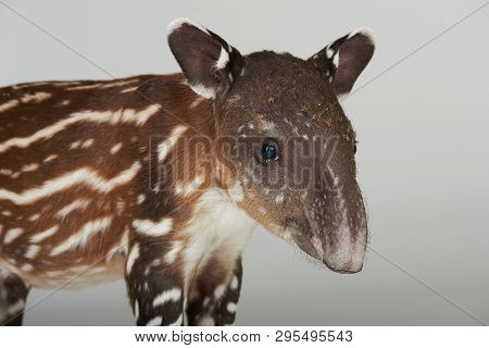 Tapir Images, Illustrations & Vectors (Free) - Bigstock